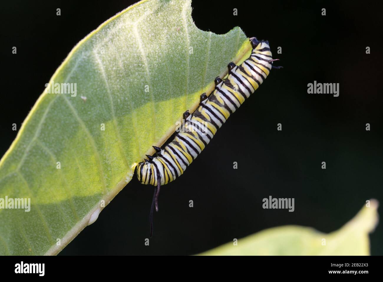 Close-up of a monarch butterfly caterpillar, Danaus plexippus, feeding ...