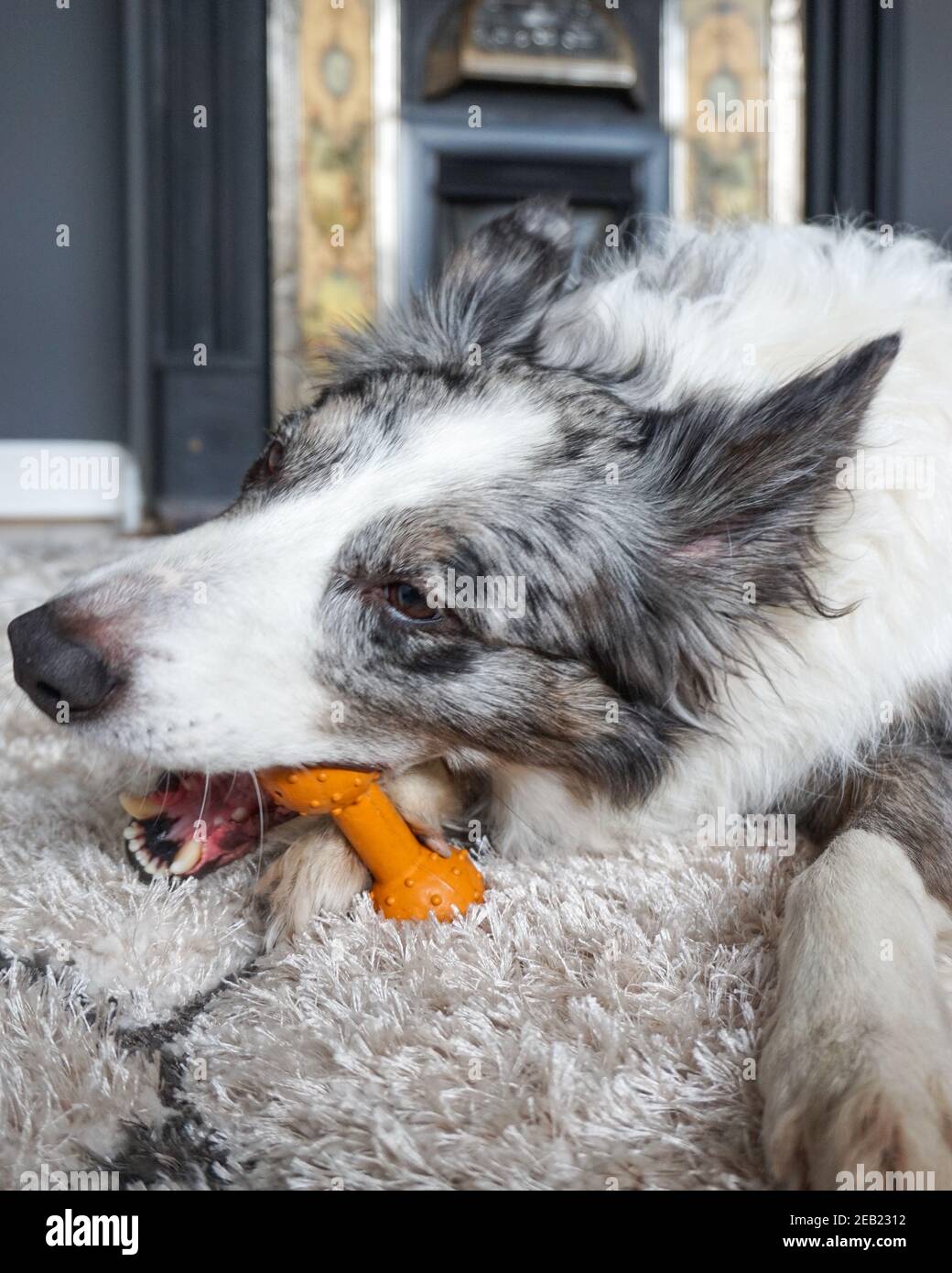 Blue Merle Border Collie Dog at home smiling Stock Photo - Alamy