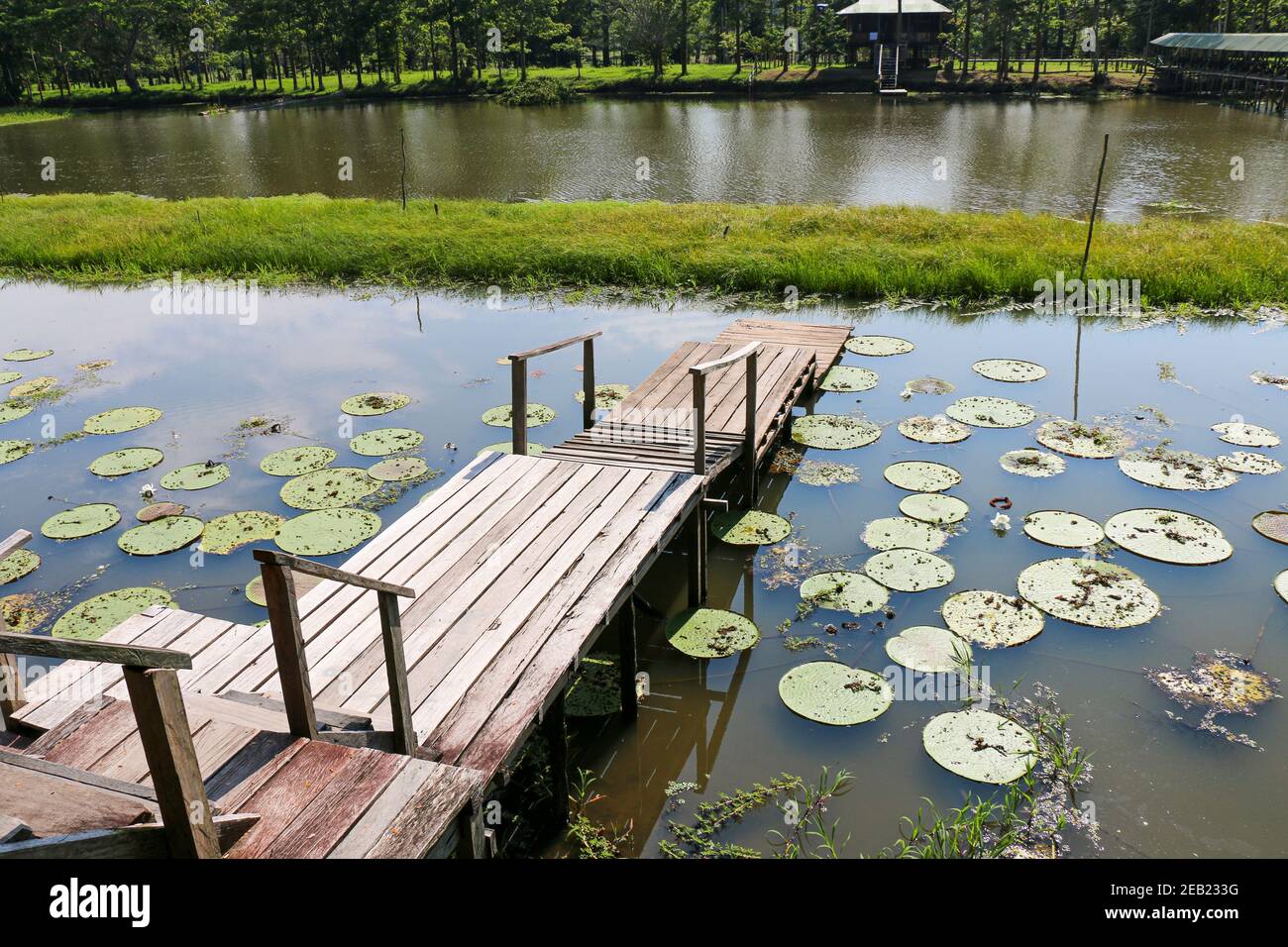 Wooden pier on swamp water in Amazon, Colombia Stock Photo - Alamy