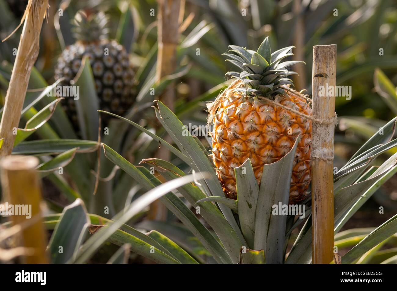 Pineapple plantation, greenhouse, Sao Miguel, Azores islands, unique ...