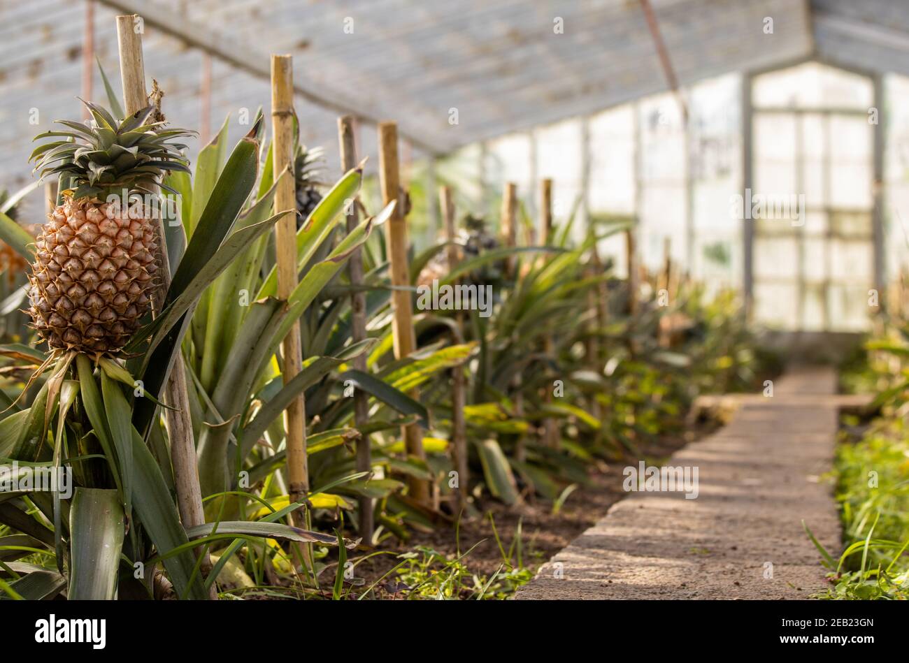 Pineapple plantation, greenhouse, Sao Miguel, Azores islands, unique ...