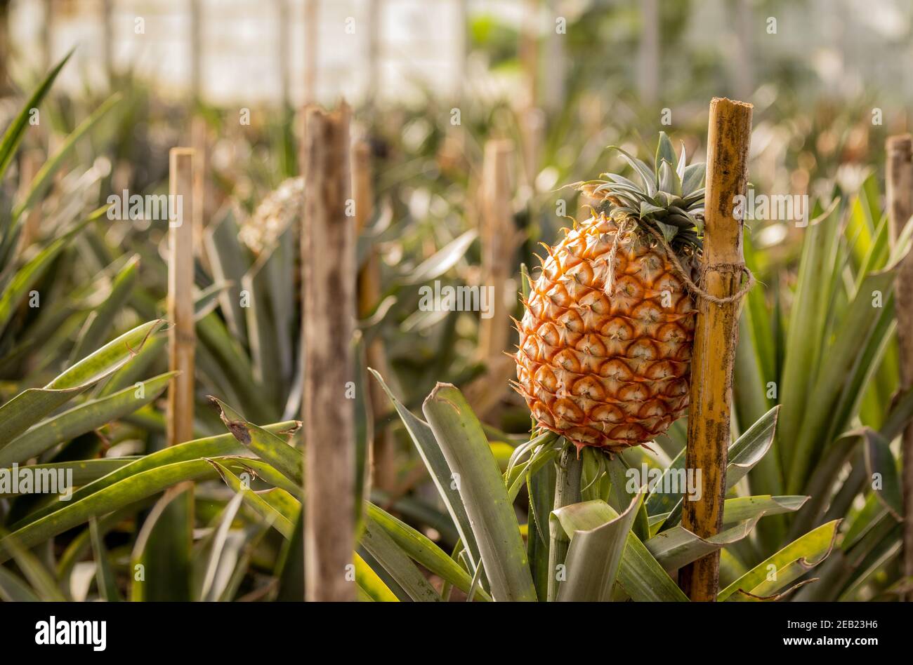Pineapple plantation, greenhouse, Sao Miguel, Azores islands, unique ...