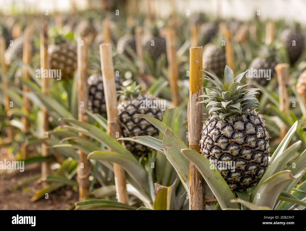 Azores Pineapple Plantation High Resolution Stock Photography and ...