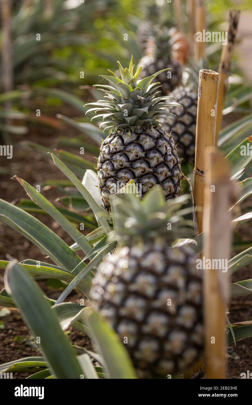 Pineapple plantation, greenhouse, Sao Miguel, Azores islands, unique ...