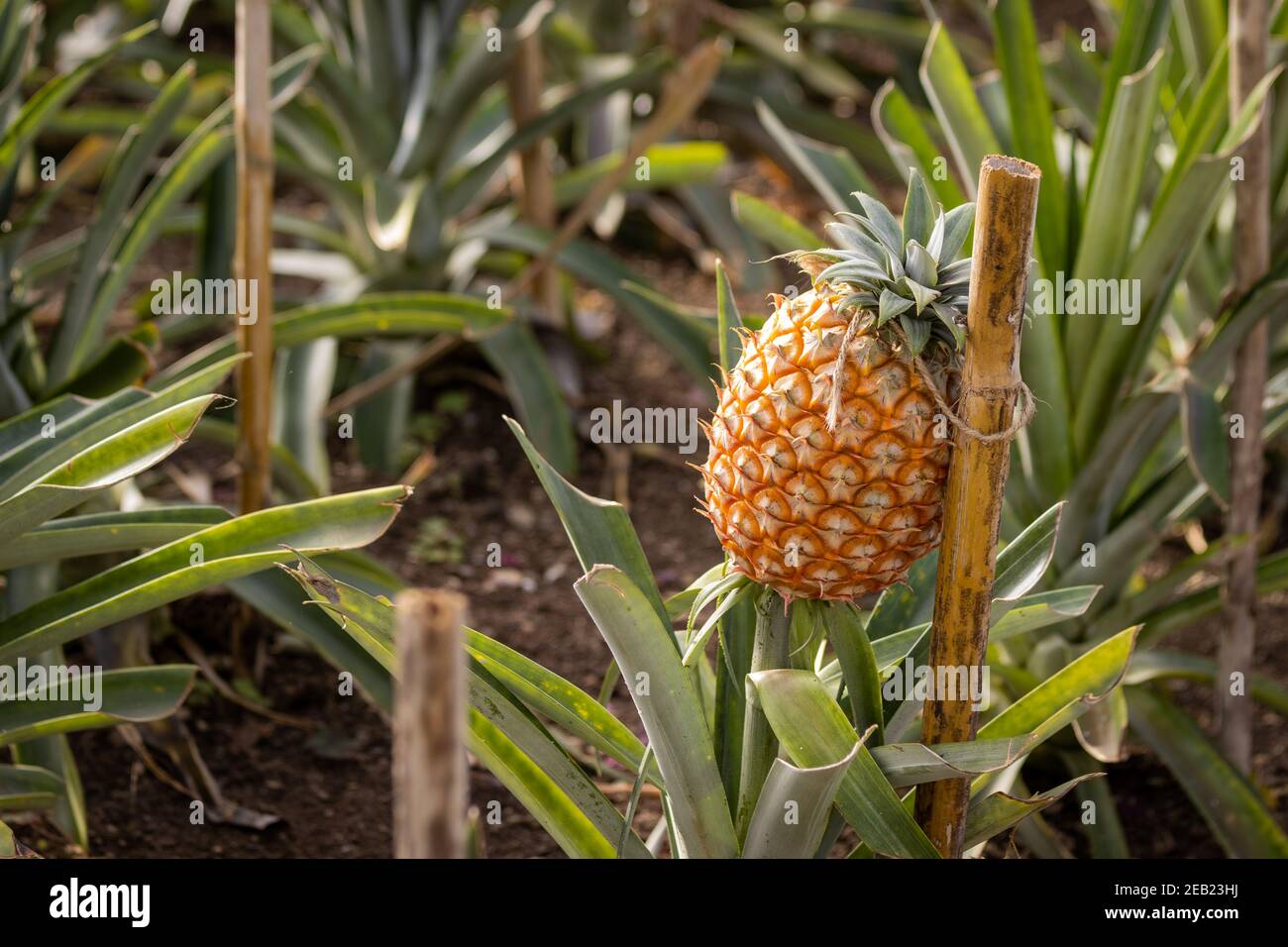 Pineapple plantation, greenhouse, Sao Miguel, Azores islands, unique ...
