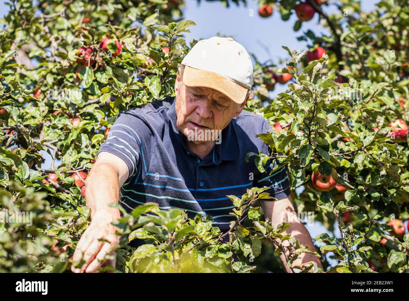Fruit harvesting hi-res stock photography and images - Alamy