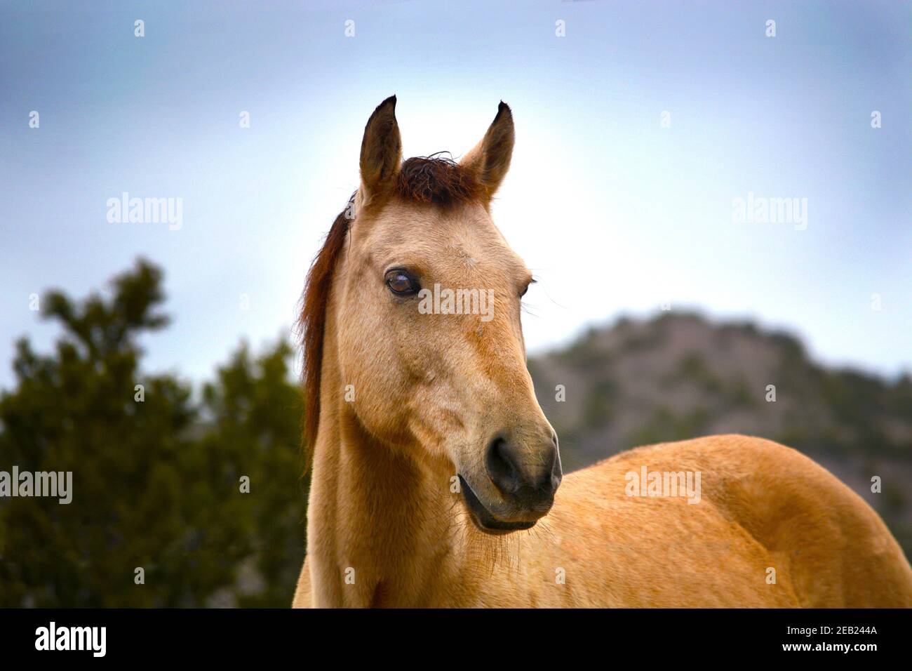 Ranching new mexico High Resolution Stock Photography and Images - Alamy