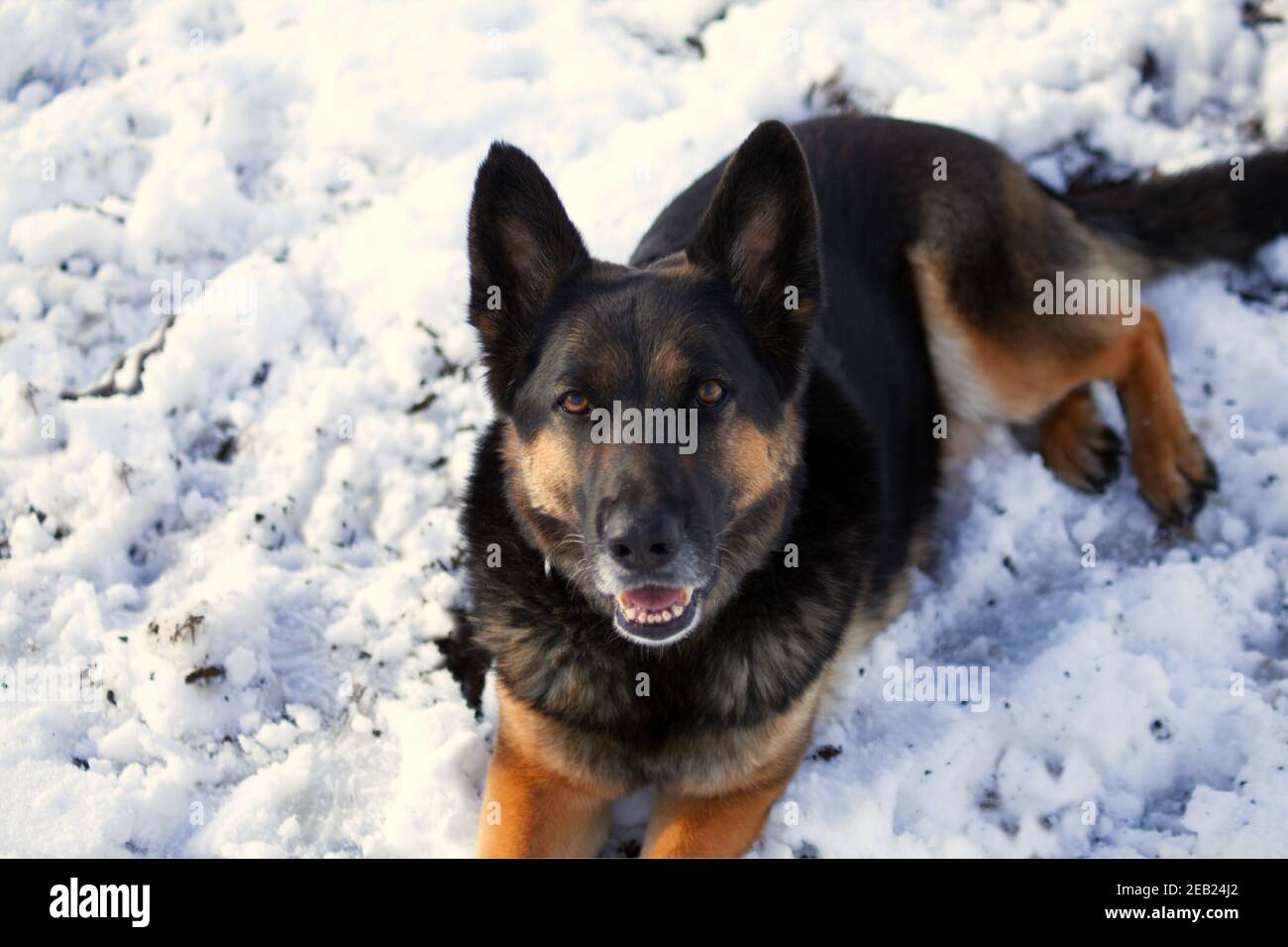 german shepherd dog in winter snow Stock Photo - Alamy