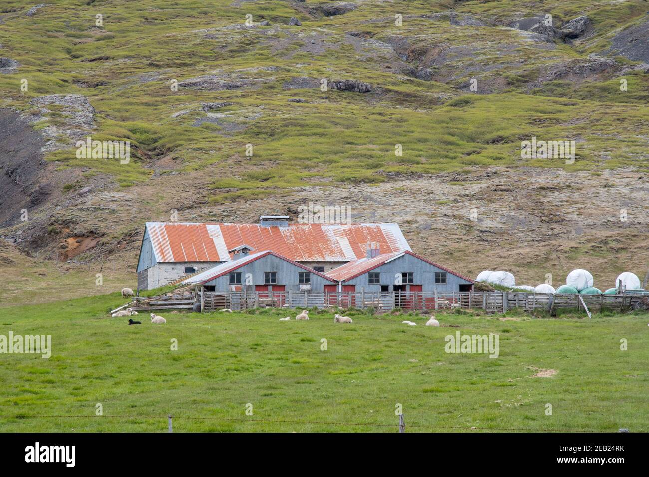 Sheep in front of a farmhouse on the Icelandic countryside Stock Photo ...