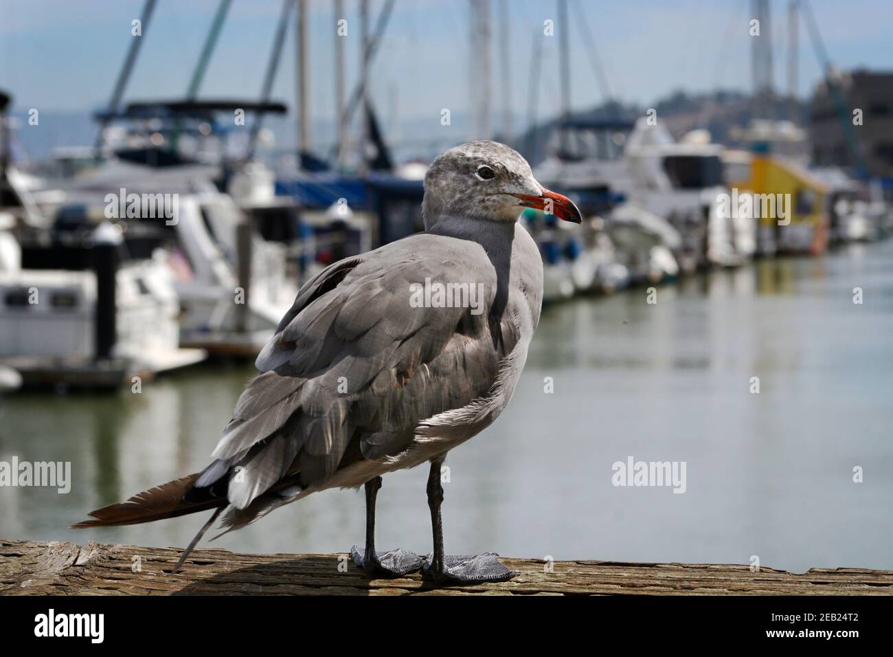 A seagull stands on the dock of a marina in San Francisco, California ...