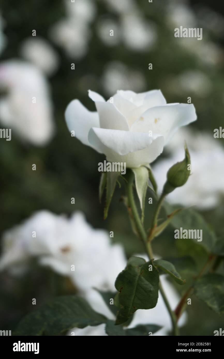 Vertical white backdrop hi-res stock photography and images - Alamy