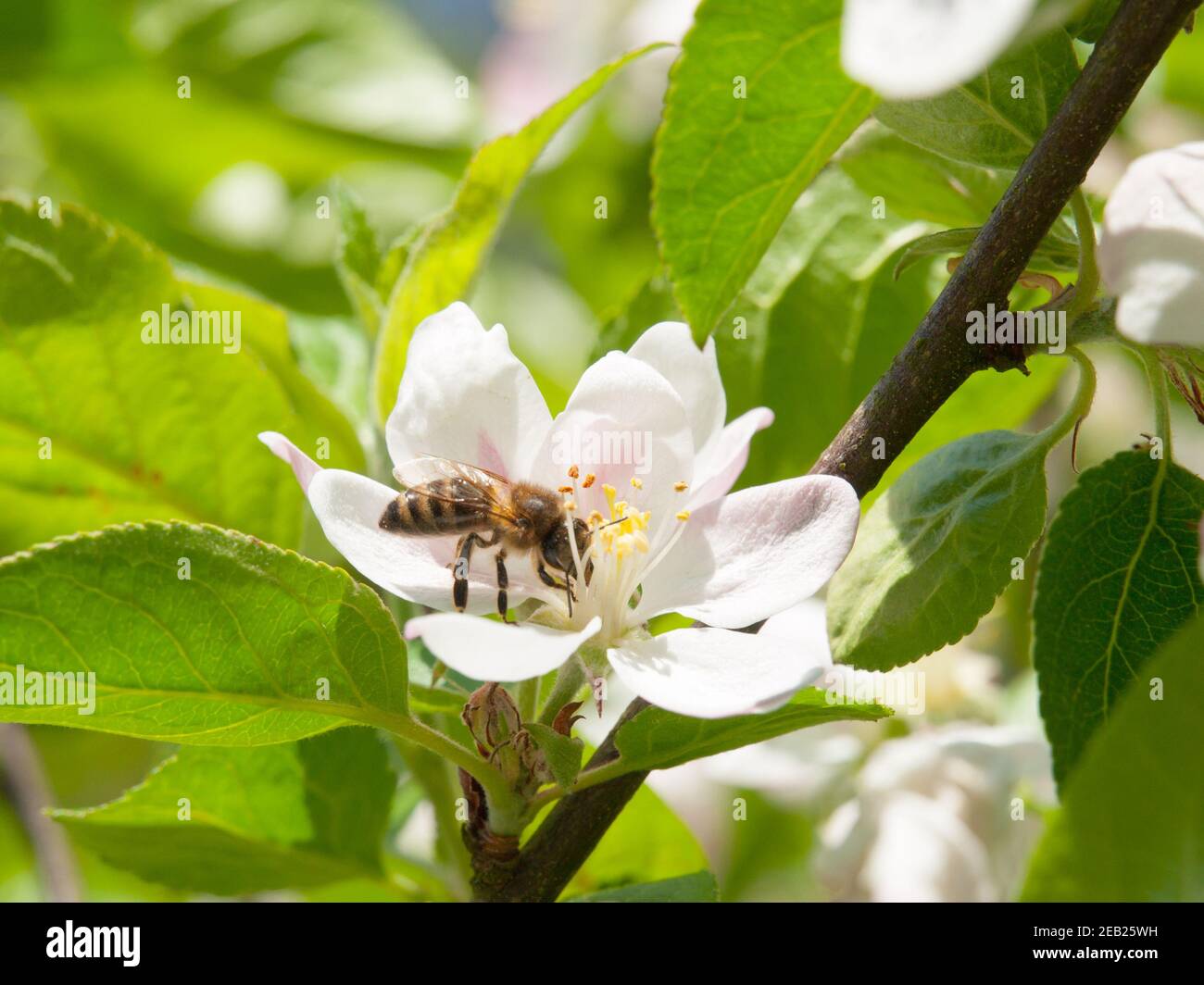 Bee blossom hi-res stock photography and images - Alamy