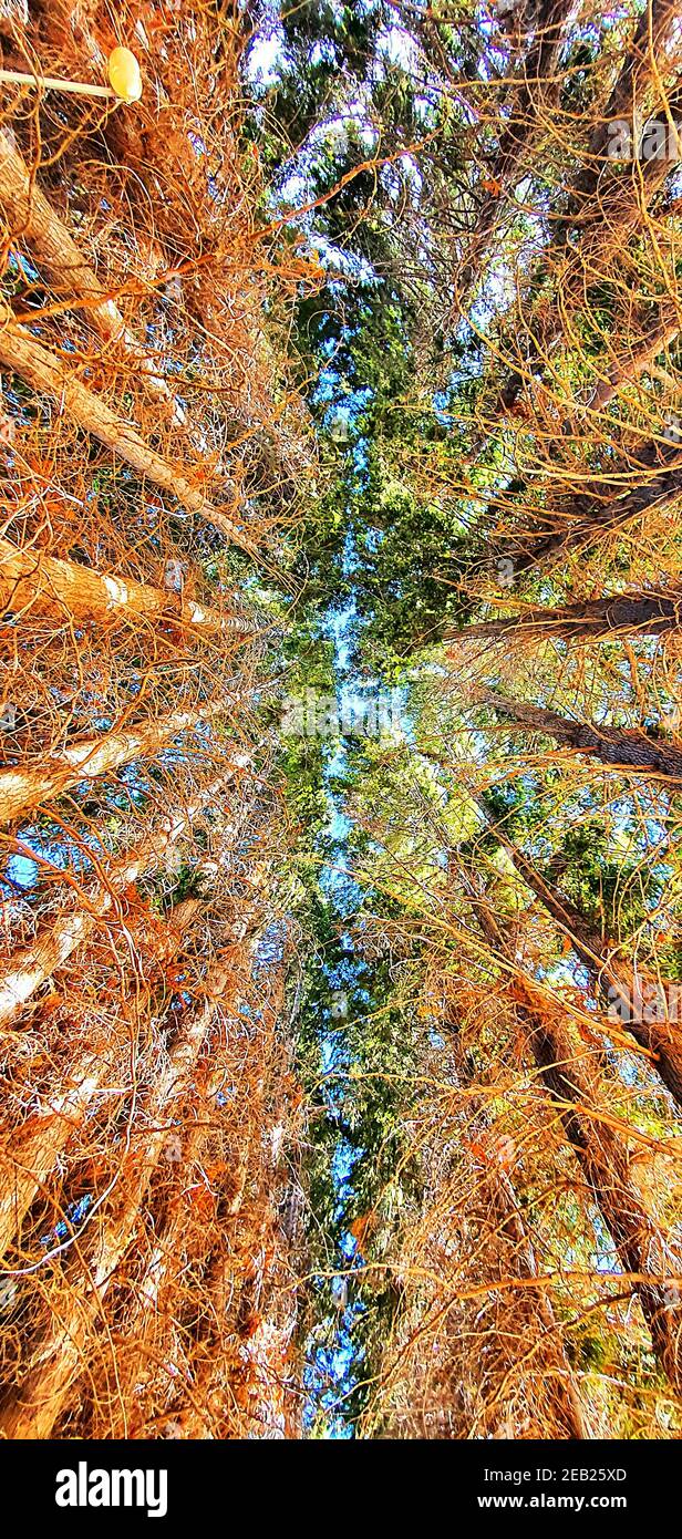 Low angle of a pathway between tall trees on a sunny day Stock Photo ...
