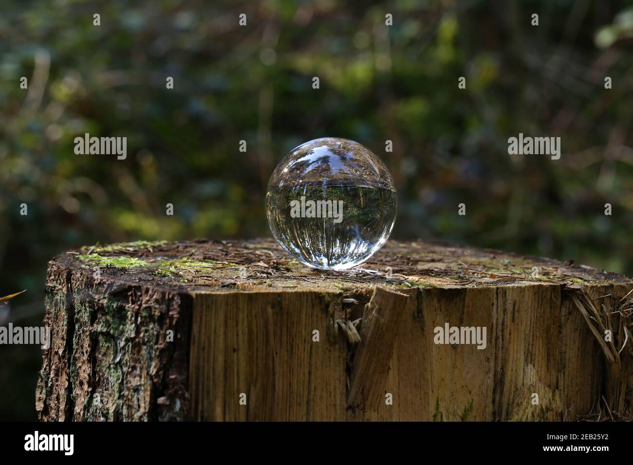 Glass ball on a tree stump in the forest Stock Photo - Alamy