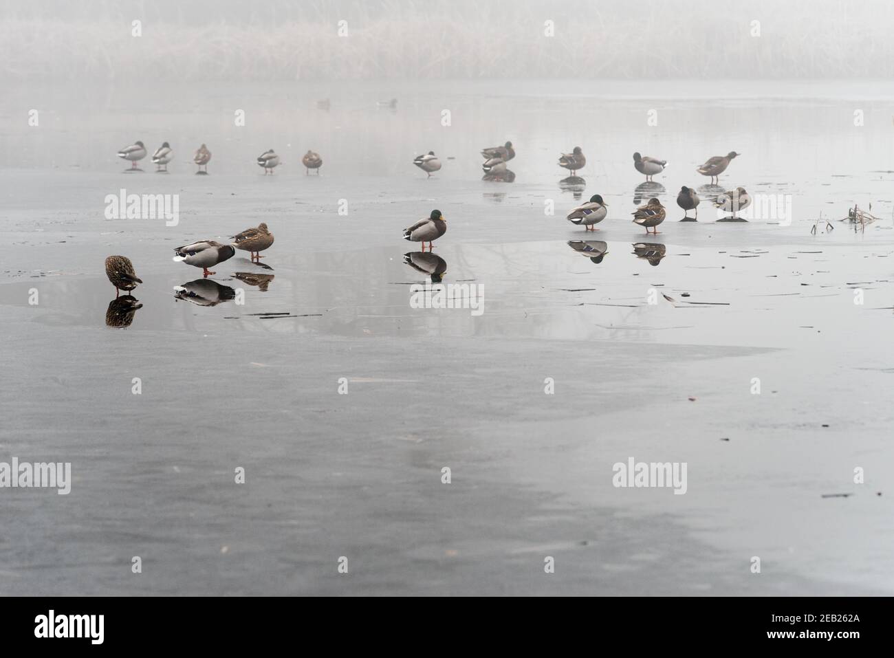 Flock of wild ducks on a sandy shore Stock Photo - Alamy