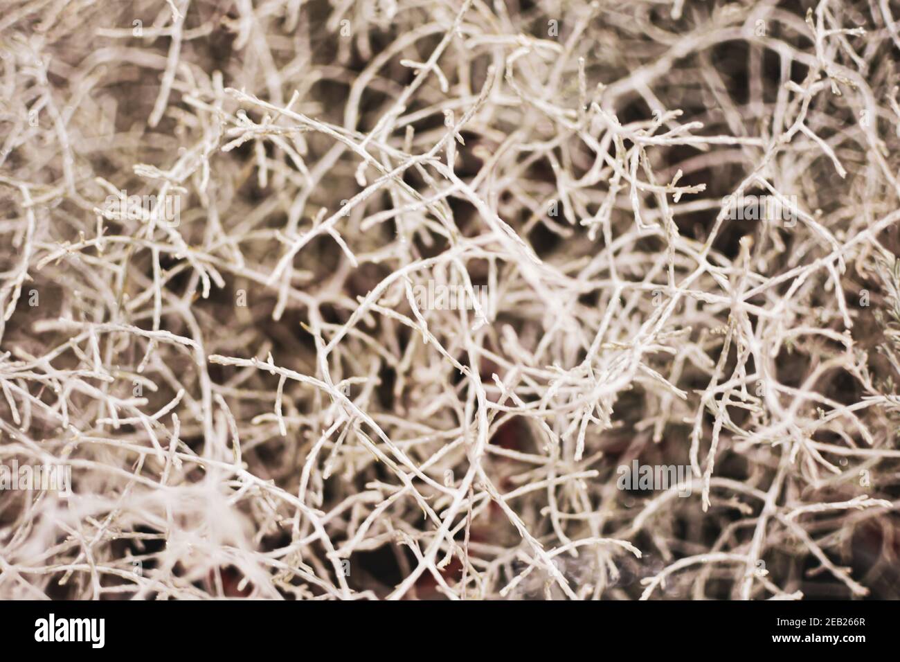 Close up leafless barren bush with tangled branches, dry dead plant ...