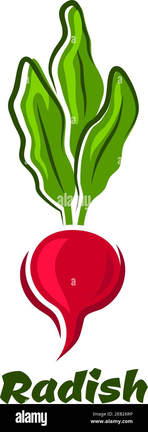 Fresh radish in cartoon style with bright pink round root vegetable ...