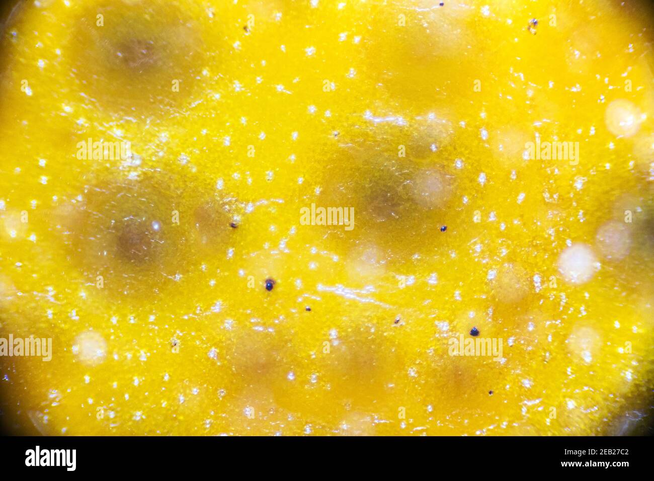 Mandarin peel under the light microscope, detailed peel close up ...