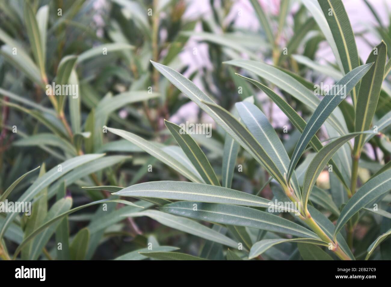 Closeup of some branches with poisonous leaves of an oleander plant ...