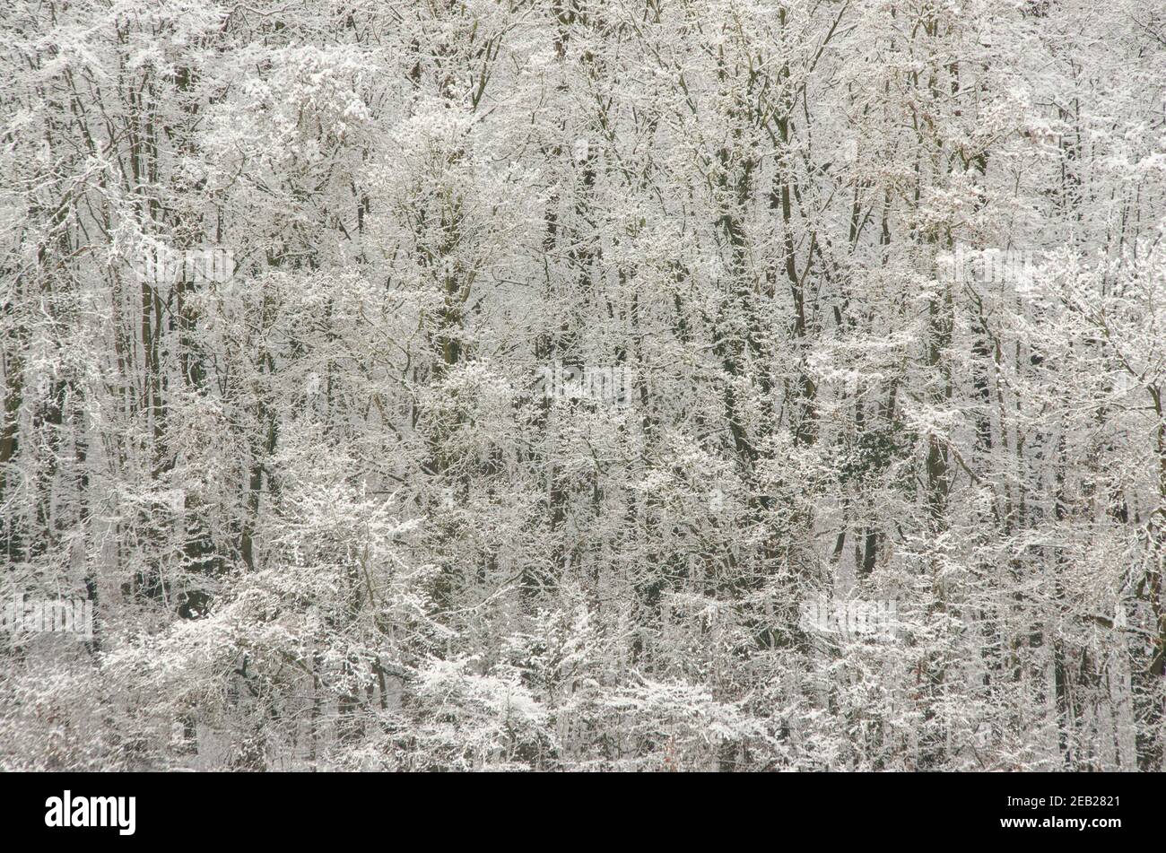 Snow-covered trees as texture or background Stock Photo - Alamy