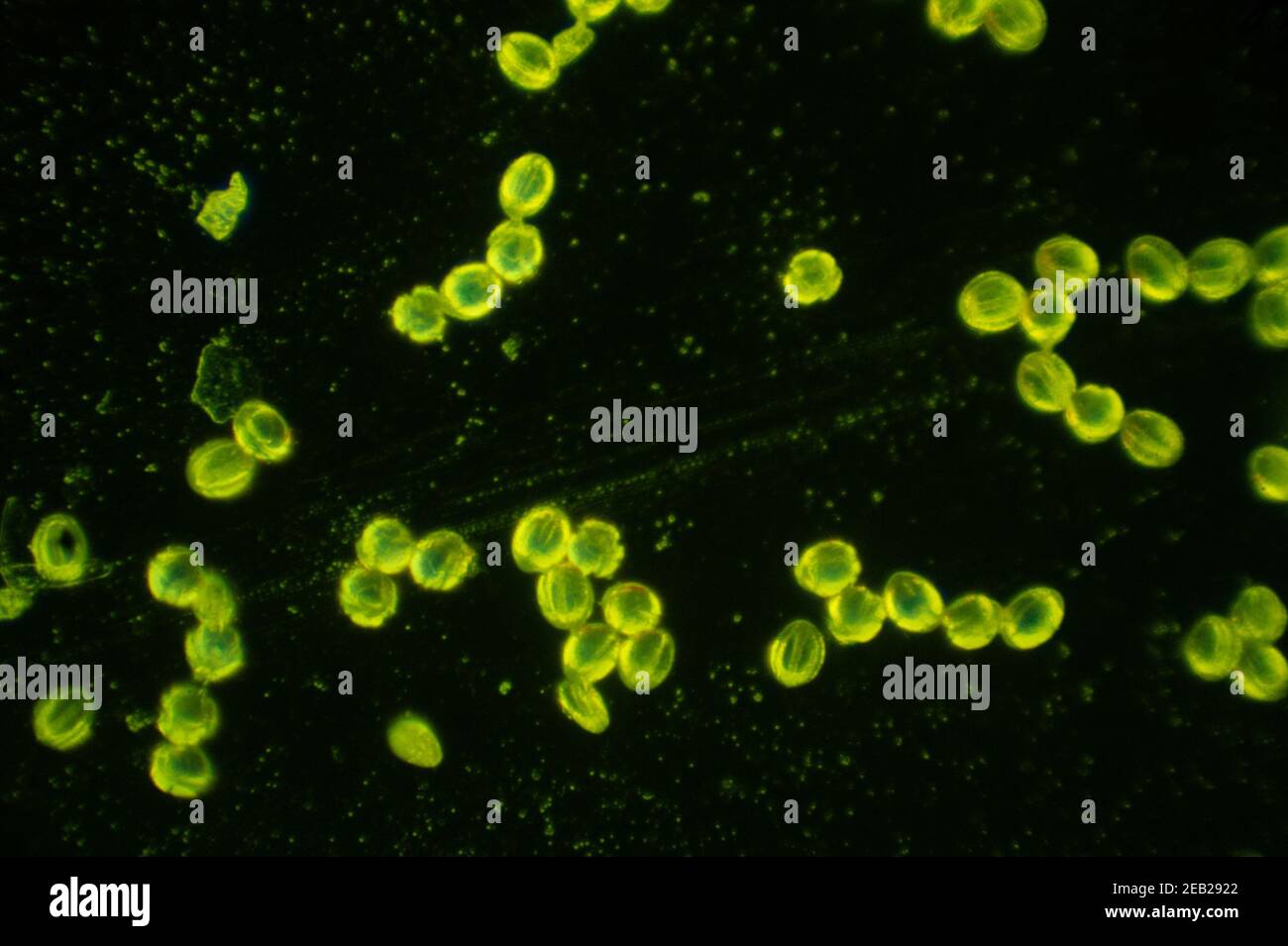 Plant pollen microscopic hi-res stock photography and images - Alamy