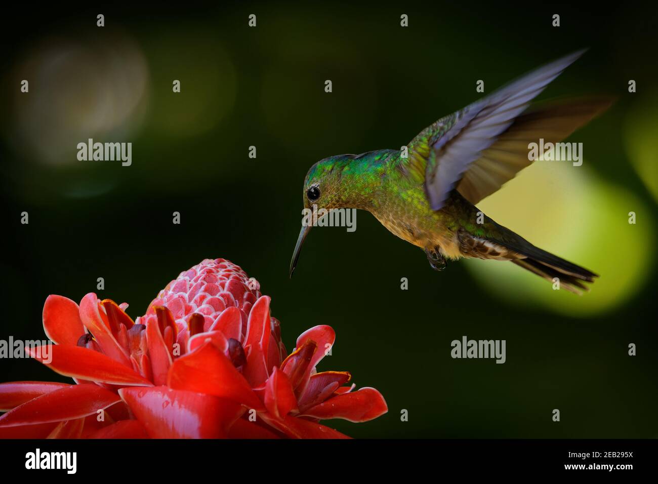 Scaly-breasted hummingbird - Phaeochroa cuvierii species of hummingbird ...