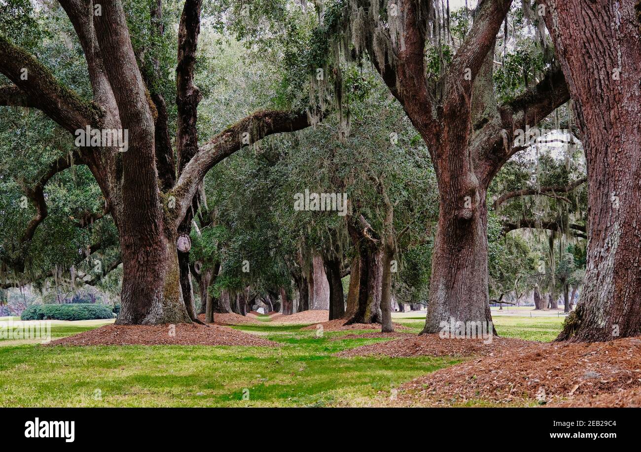 Line of Old Oaks Stock Photo - Alamy