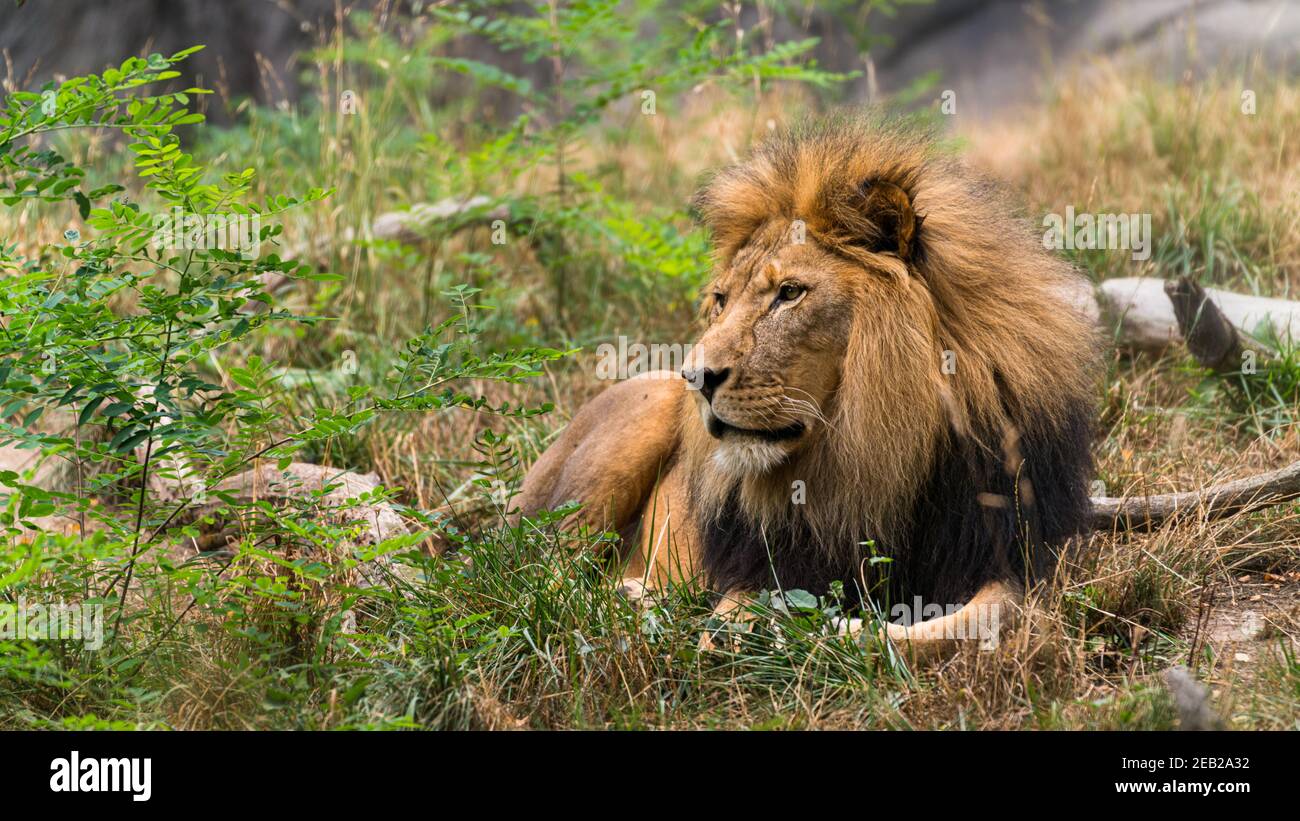 A lion waits inquisitively for his lioness to return with dinner Stock ...