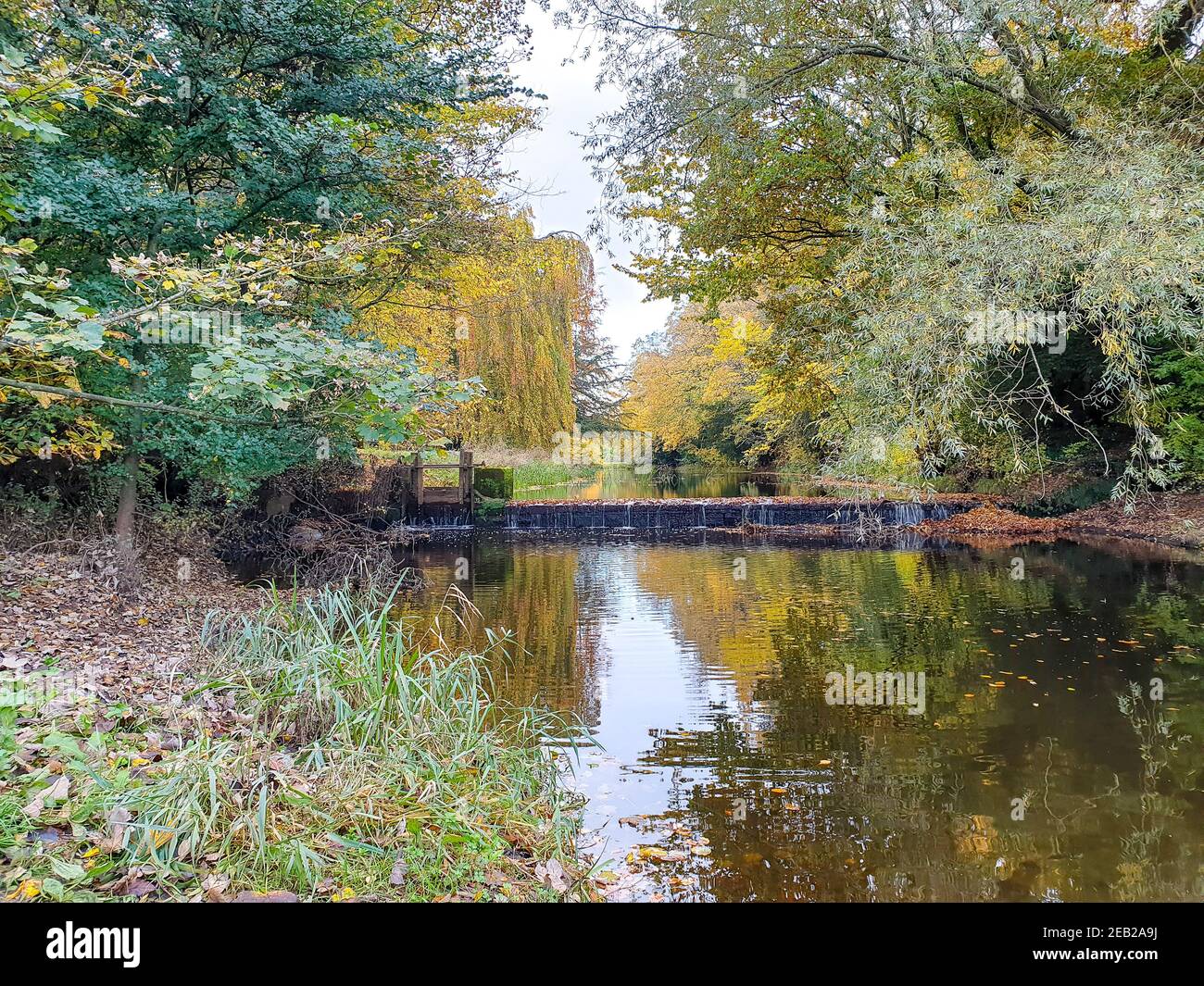 River Trent stream, autumn trees in water reflection, Great Haywood ...