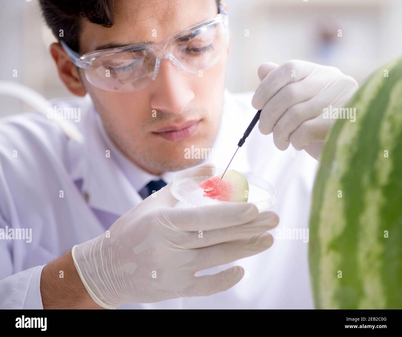 The scientist testing watermelon in lab Stock Photo - Alamy