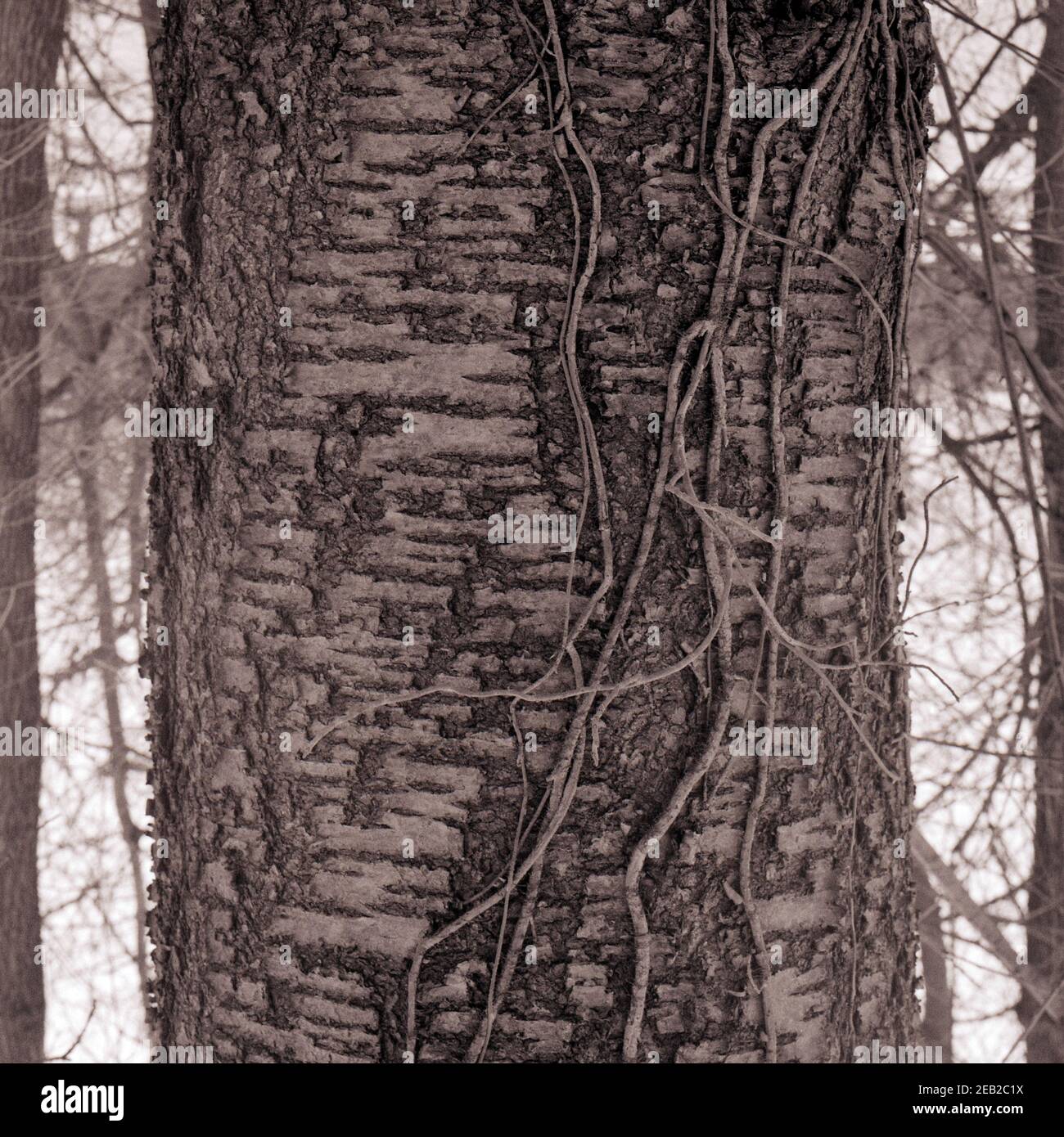 Unusual tree hi-res stock photography and images - Alamy