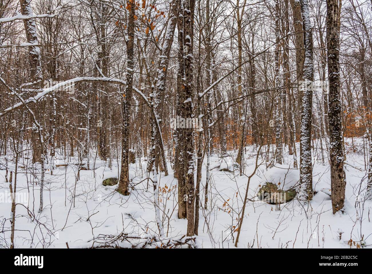 Hawk Lake Log Chute Algonquin Highlands Haliburton County Ontario ...