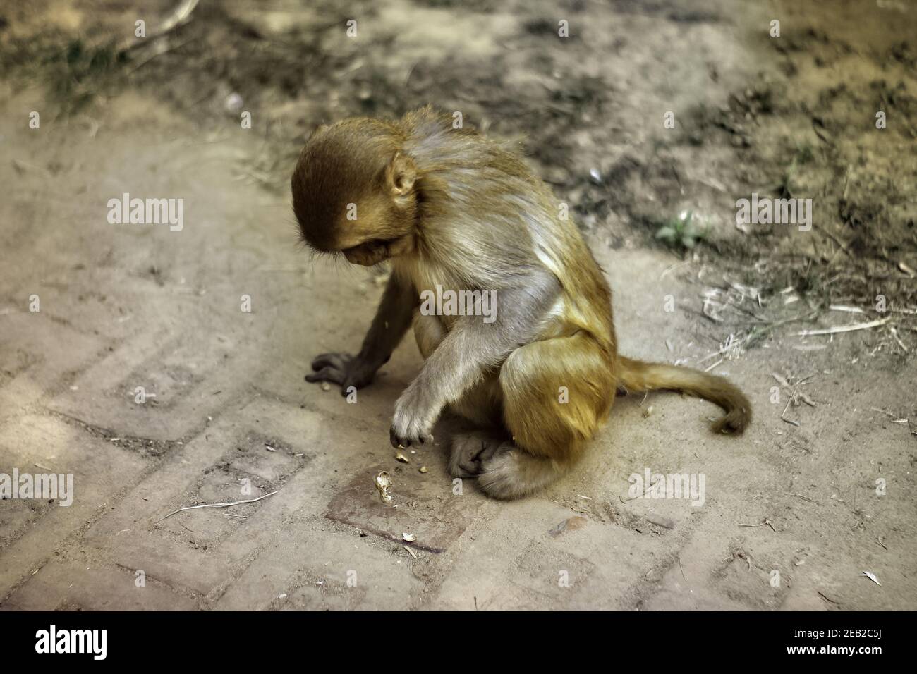 Adorable small monkey sitting on the ground and looking down Stock ...
