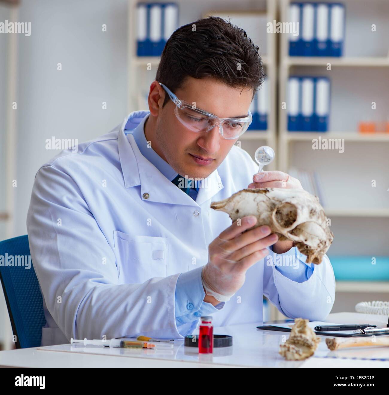 The paleontologist looking at extinct animal bone Stock Photo - Alamy