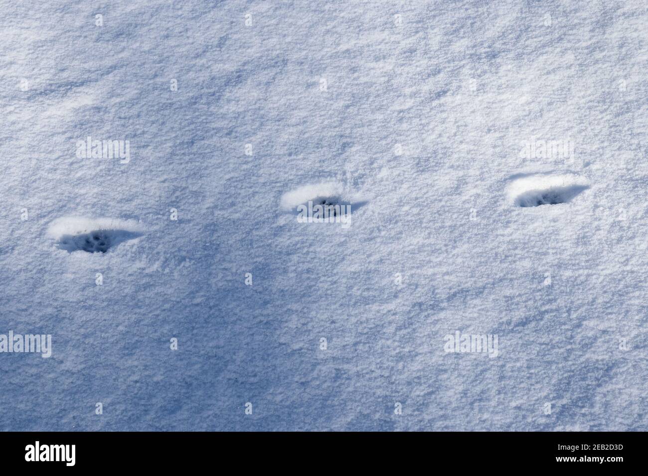Birds imprint in the snow hi-res stock photography and images - Alamy