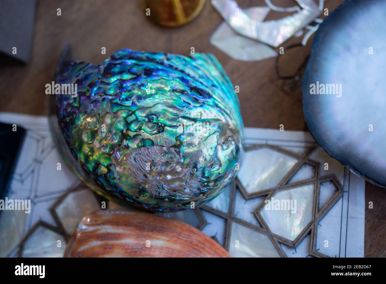 the pearl shell as a sea shell object in view Stock Photo - Alamy