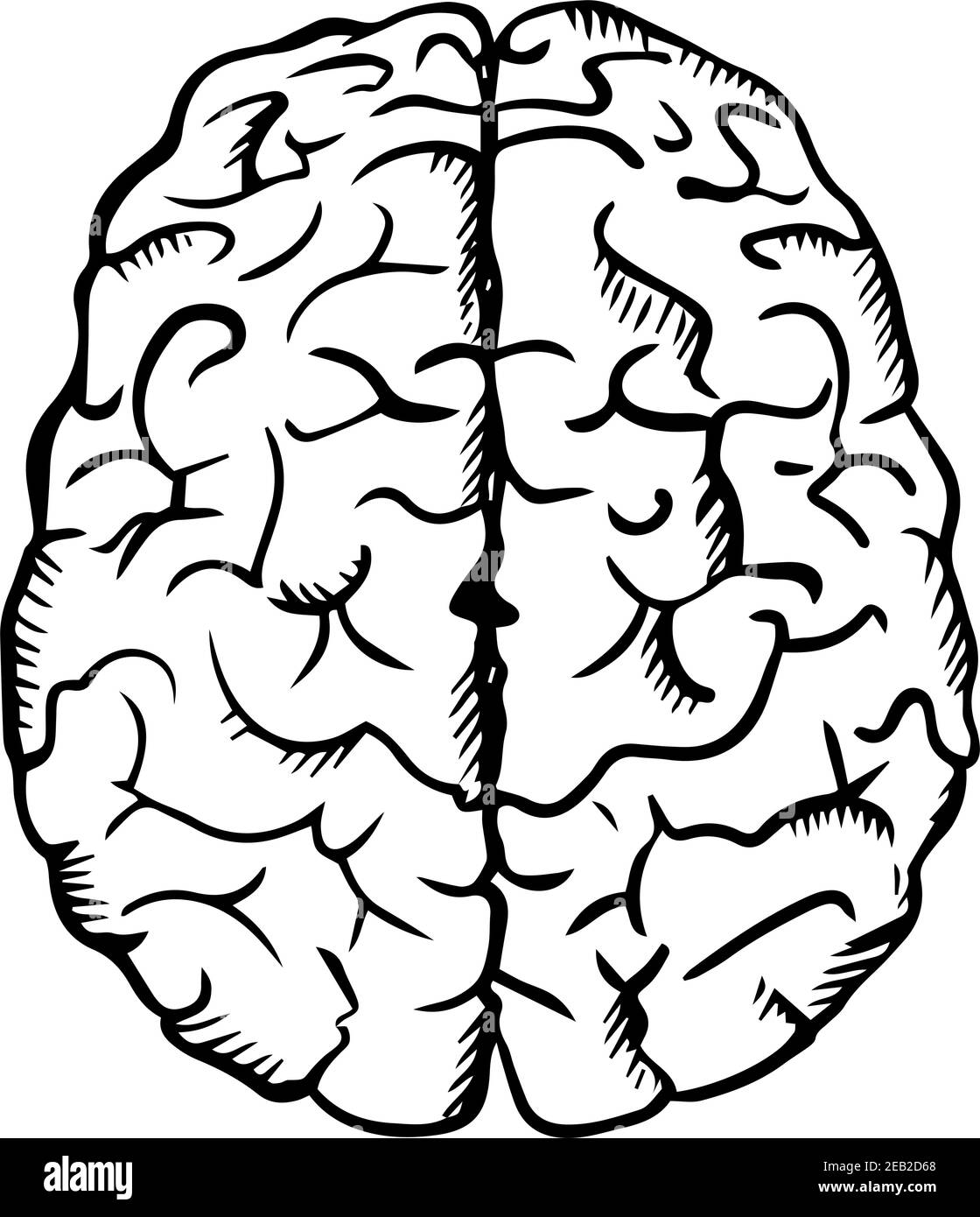 Blank Brain Diagram