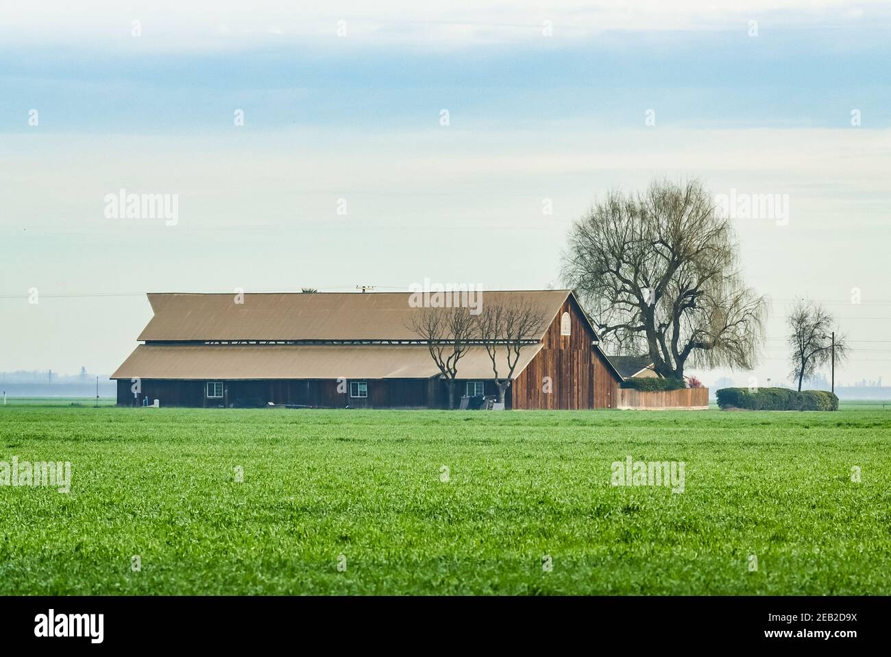 A Farmstead surrounded by cover crop in the Central Valley of ...