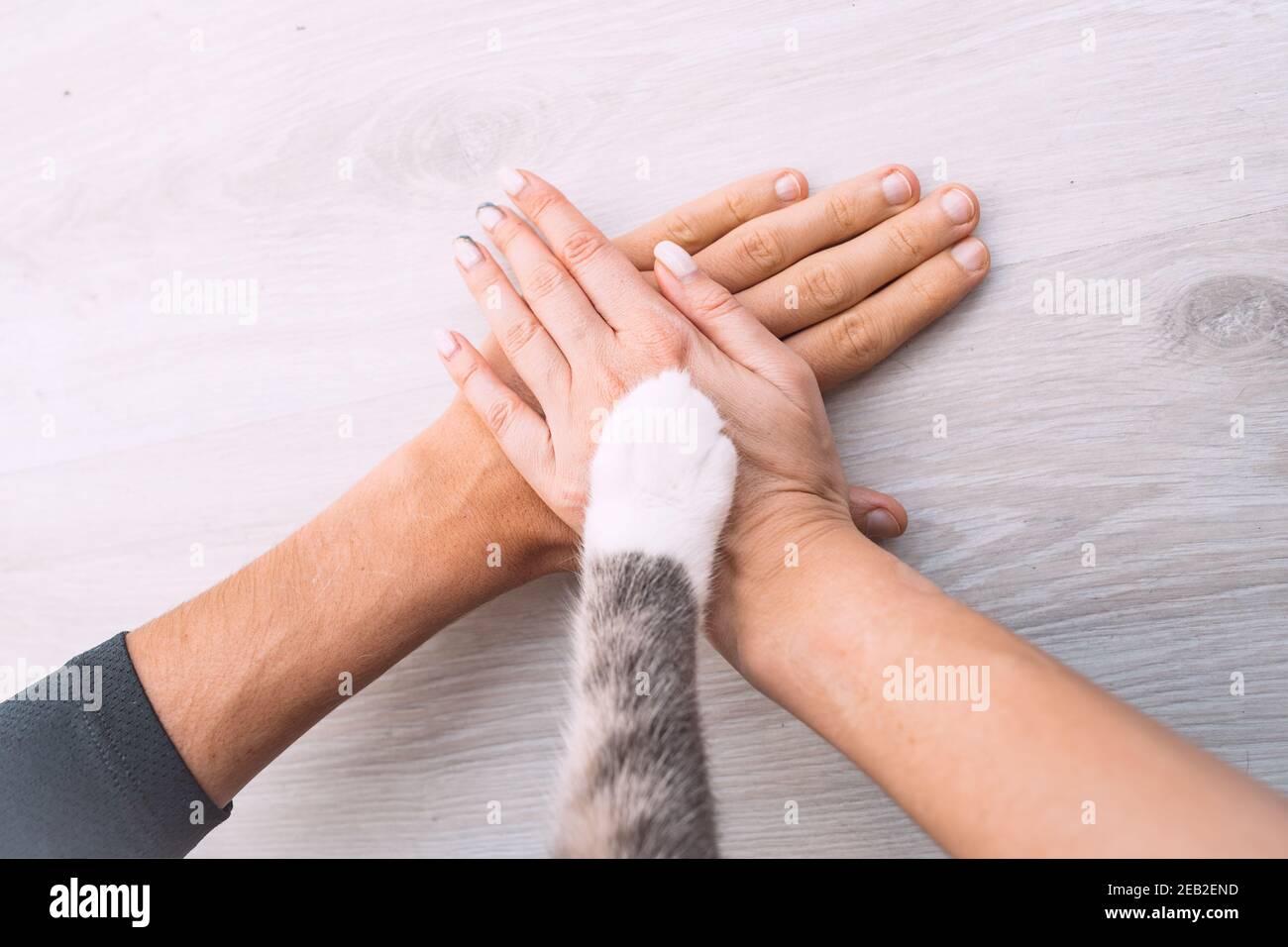 Couple or family hands and cat paw on the top. Human and the animal ...