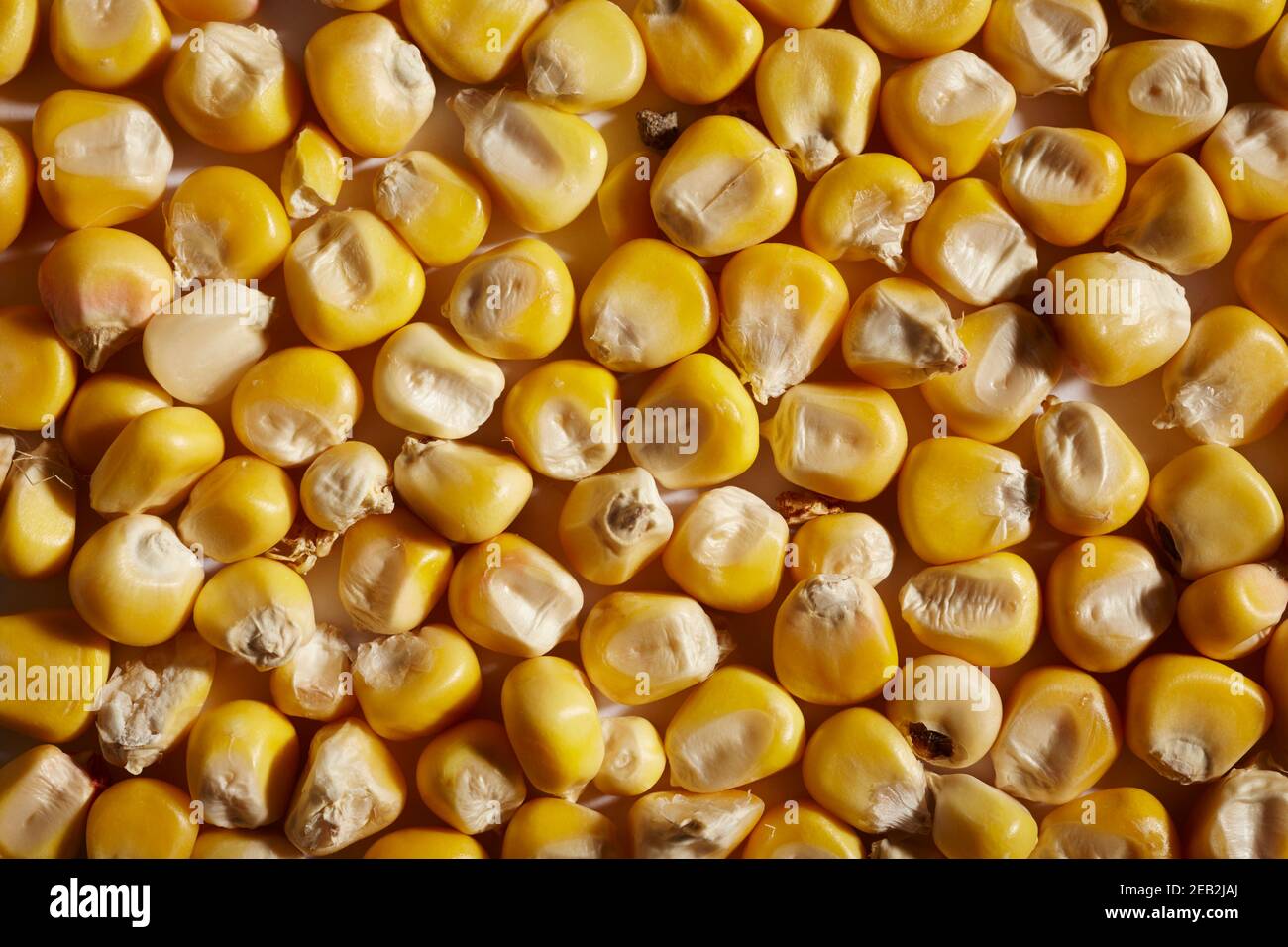 Zea mays var indentata hi-res stock photography and images - Alamy
