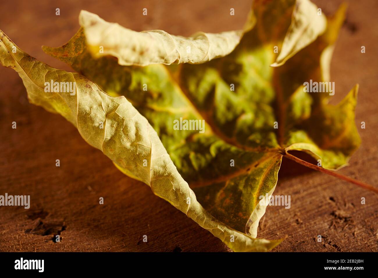 Dried maple leaf Stock Photo - Alamy
