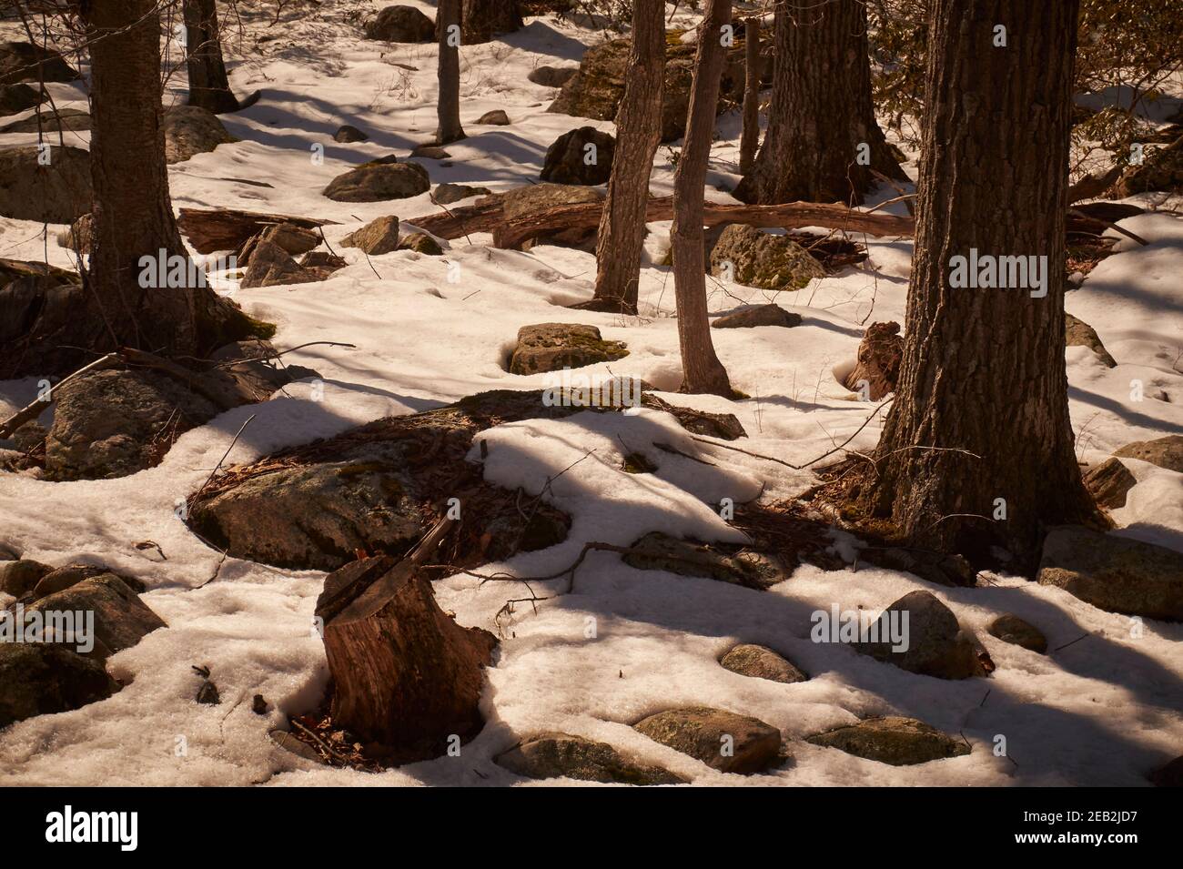 New york state forest hi-res stock photography and images - Alamy