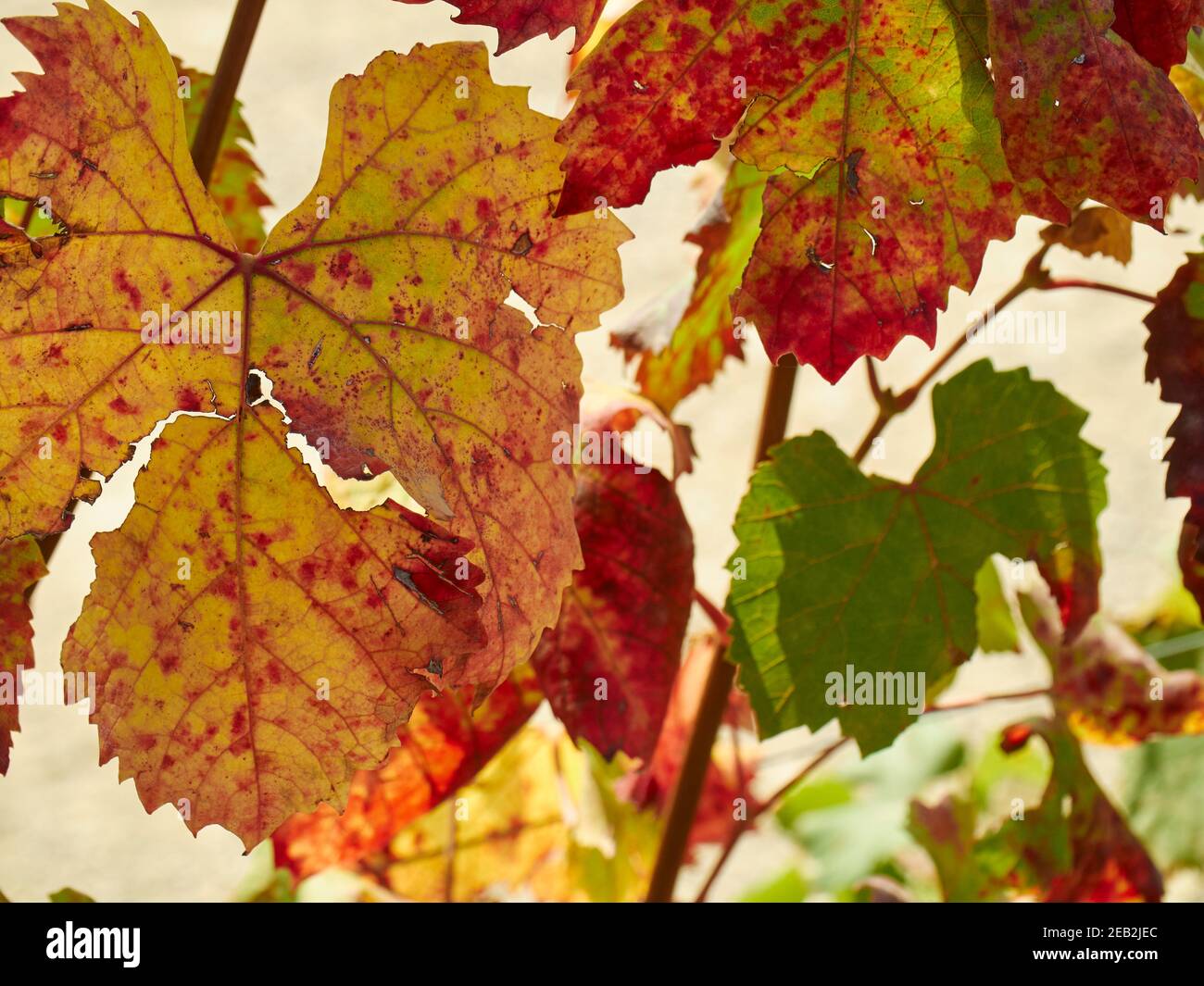 Italian nebbiolo hi-res stock photography and images - Alamy