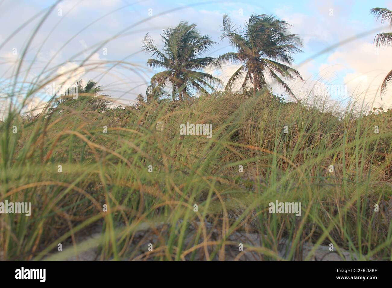 Palm tree green grass field hi-res stock photography and images - Alamy