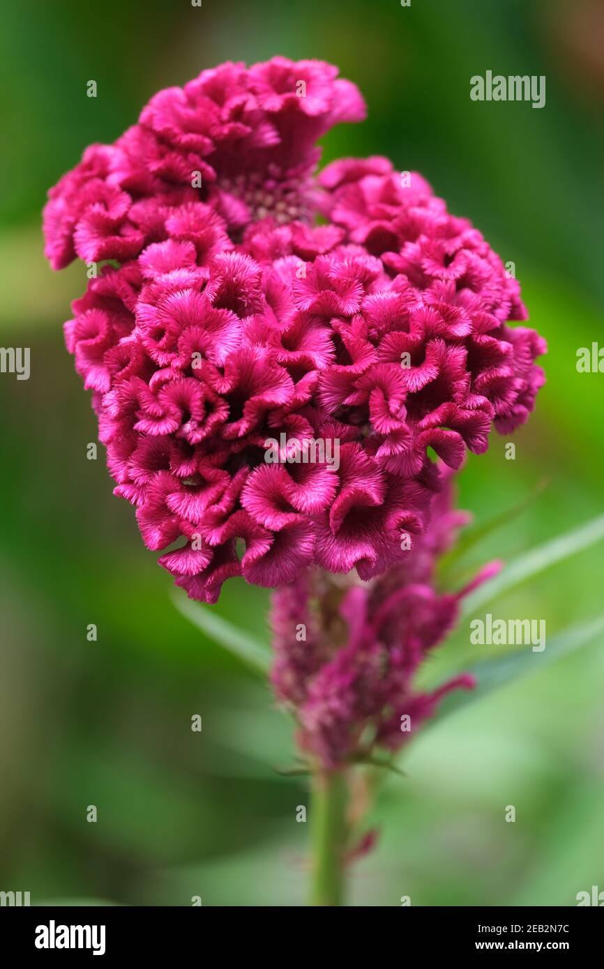 Celosia cristata cockscomb hi-res stock photography and images - Alamy