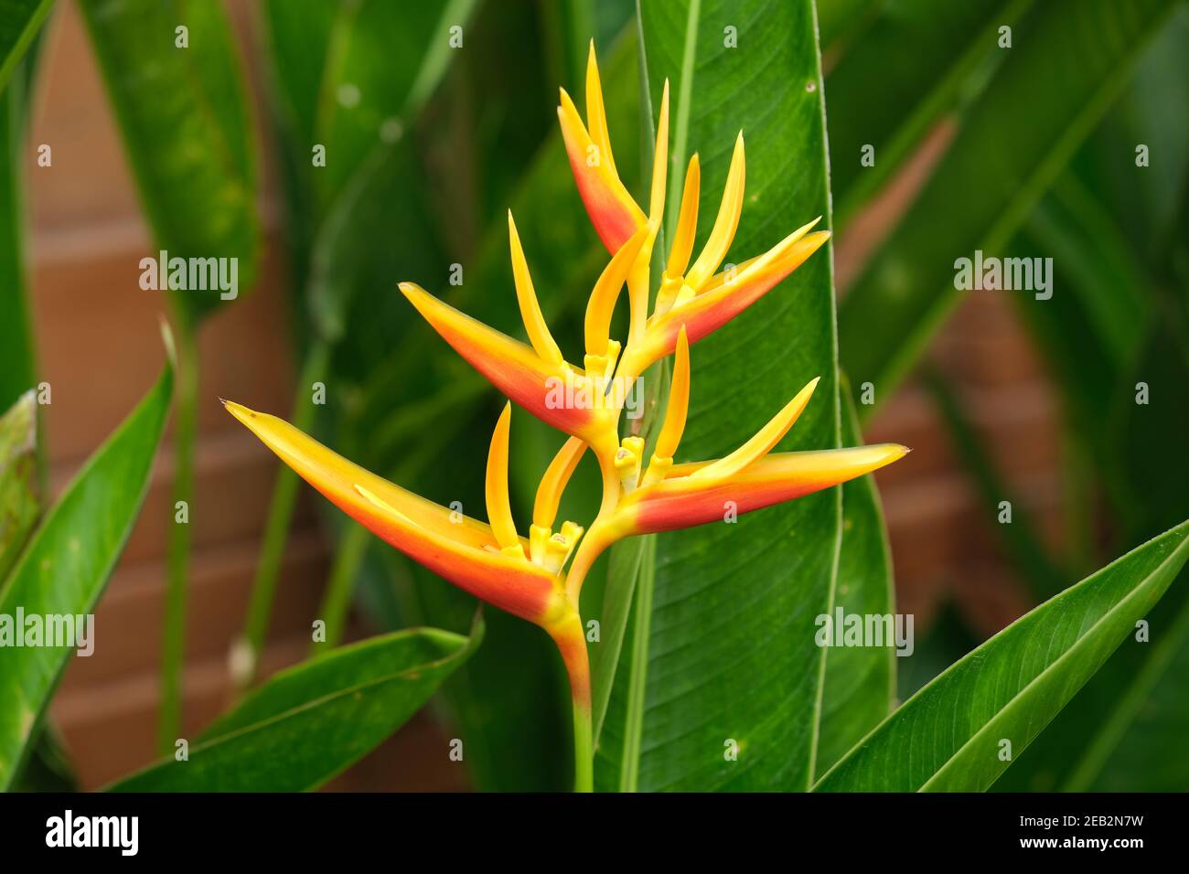 Indonesia bird of paradise hi-res stock photography and images - Alamy