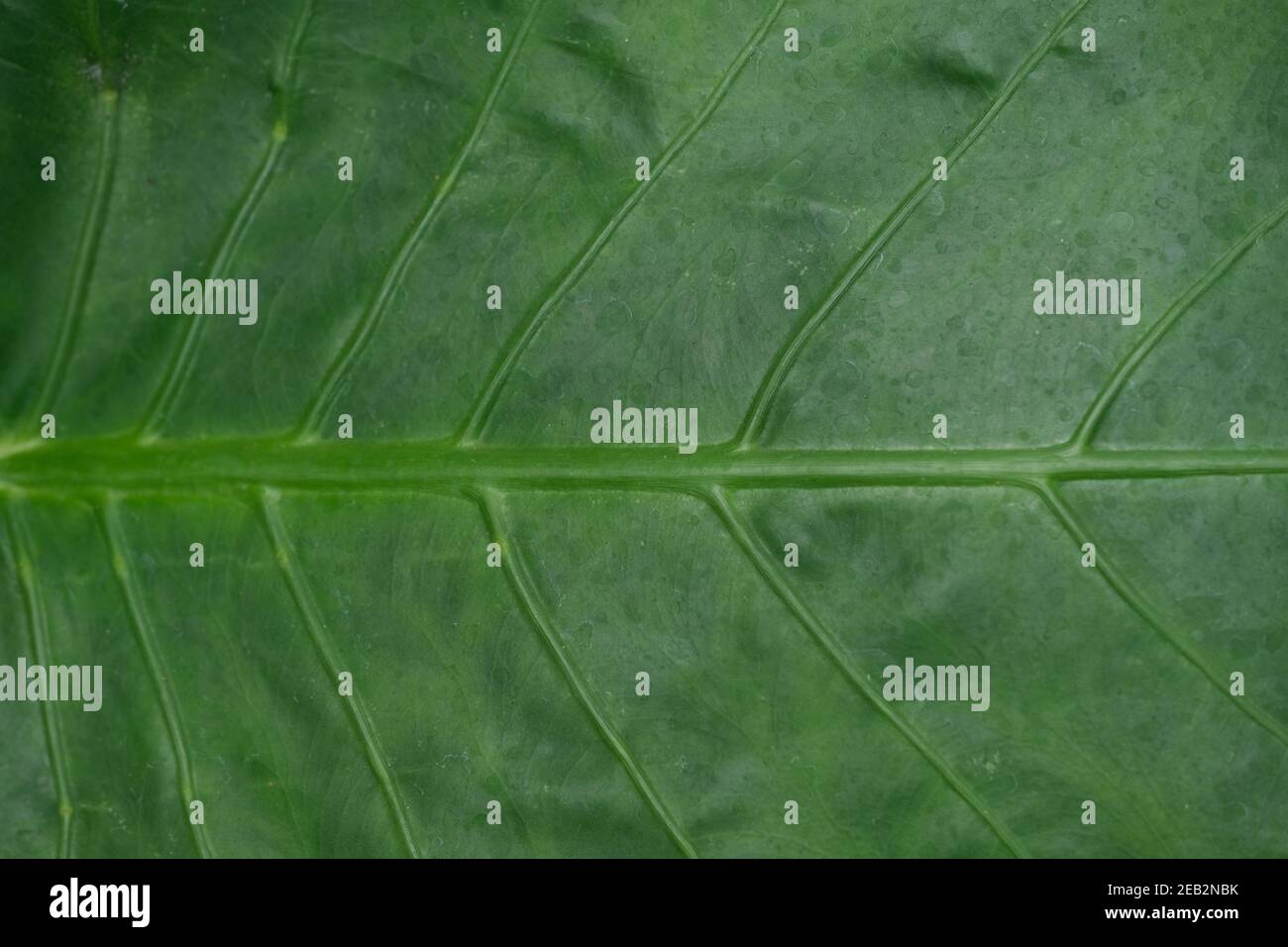 Indonesia Bali - Ubud green leave wall background Stock Photo - Alamy