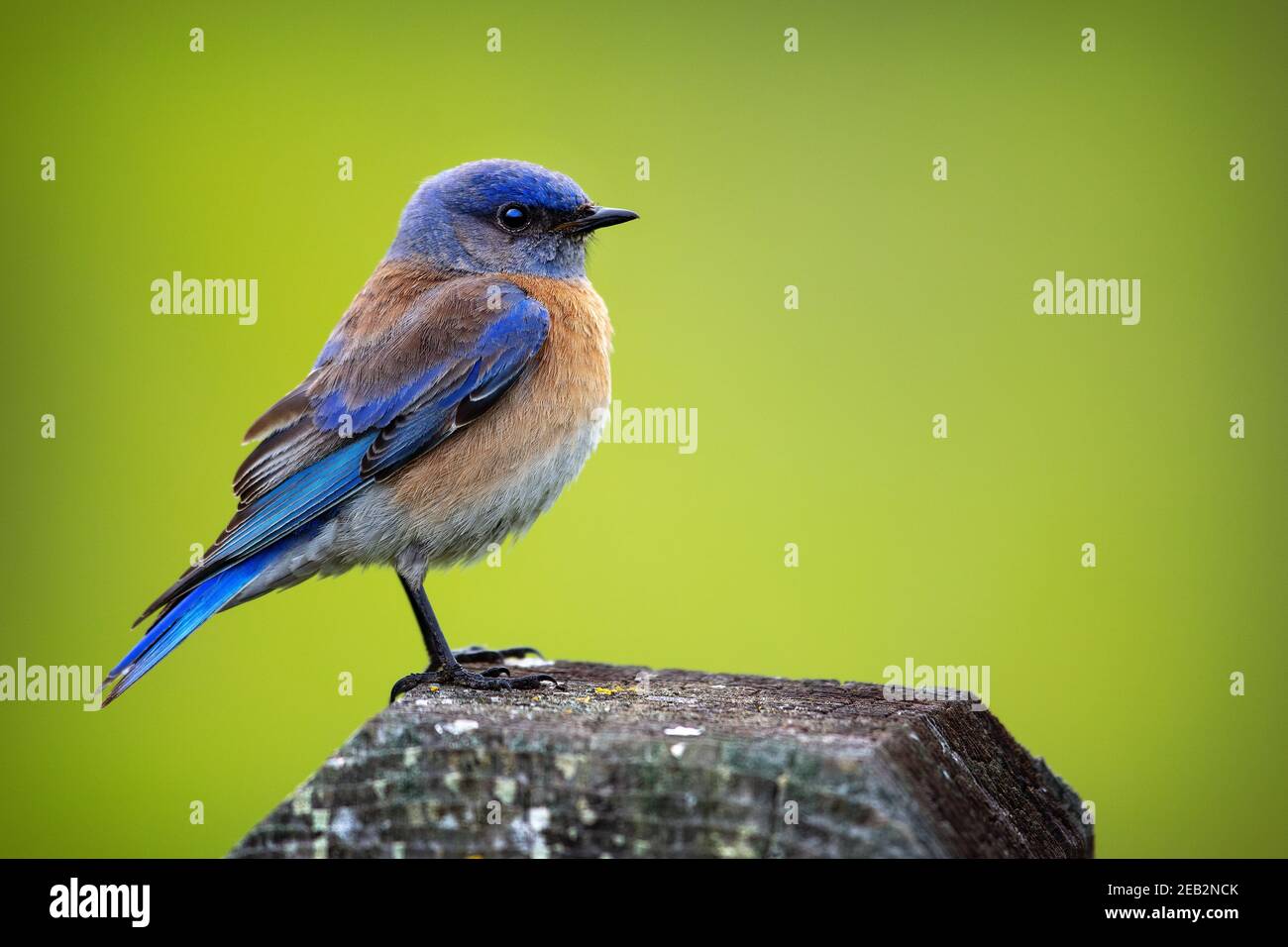 The Western Bluebird (Sialia mexicana) in Palo Alto California Stock ...