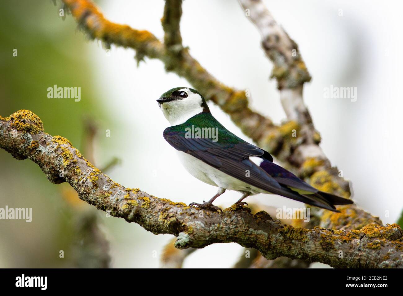 Violet-green swallow (Tachycineta thalassina) on the Stanford Dish ...