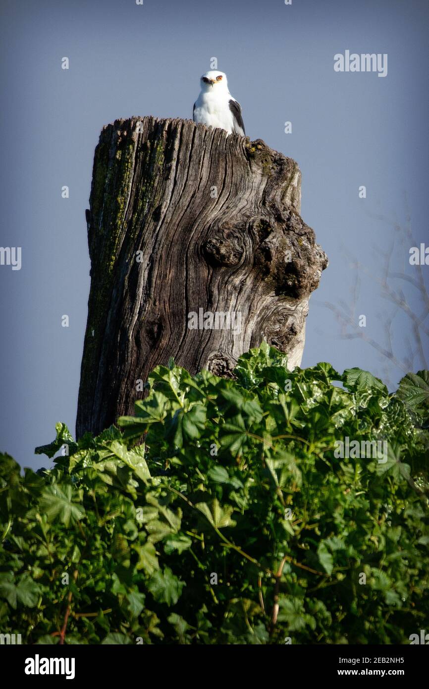 A White-tailed Kite (Elanus leucurus) in Palo Alto, California Stock ...